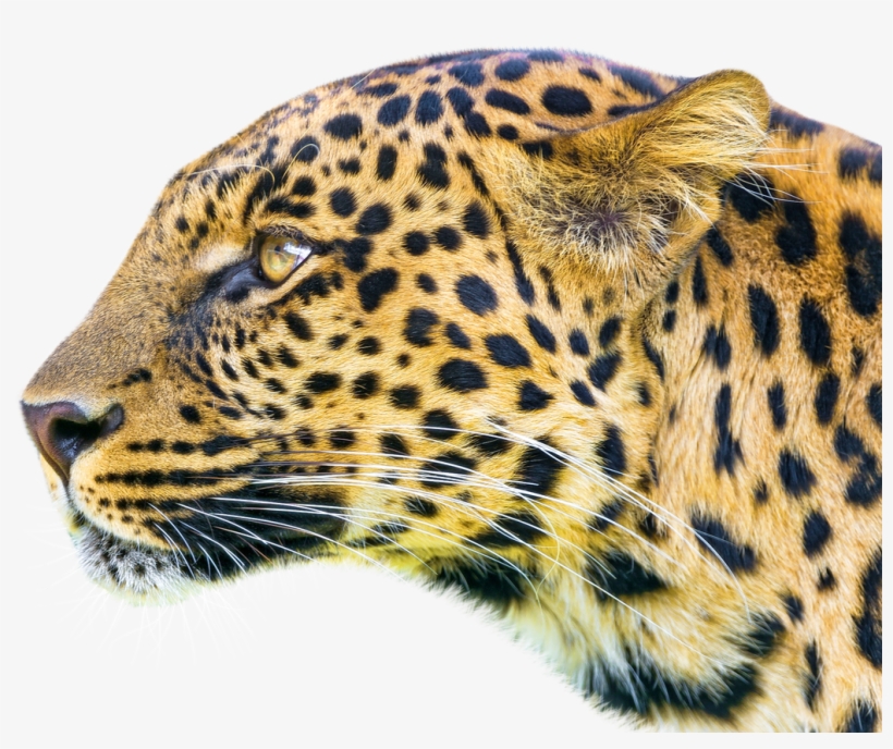 Leopard - Android Application Package - 1050x848 PNG Download - PNGkit