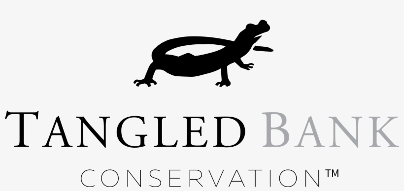 Tangled Bank Conservation - Dragon Lizard - 6794x2891 PNG Download - PNGkit