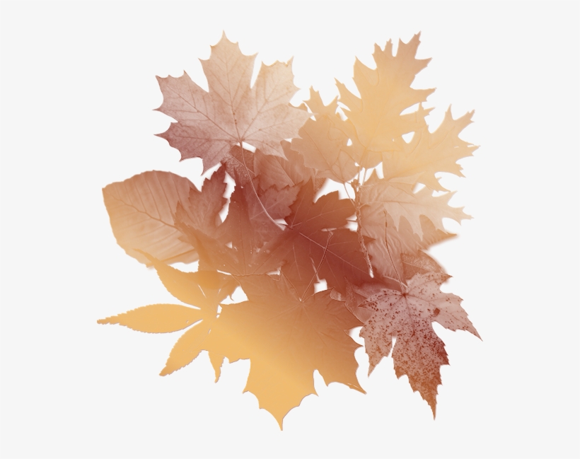 Autumn Leaves Background - Autumn Paper Png - 600x600 PNG Download - PNGkit