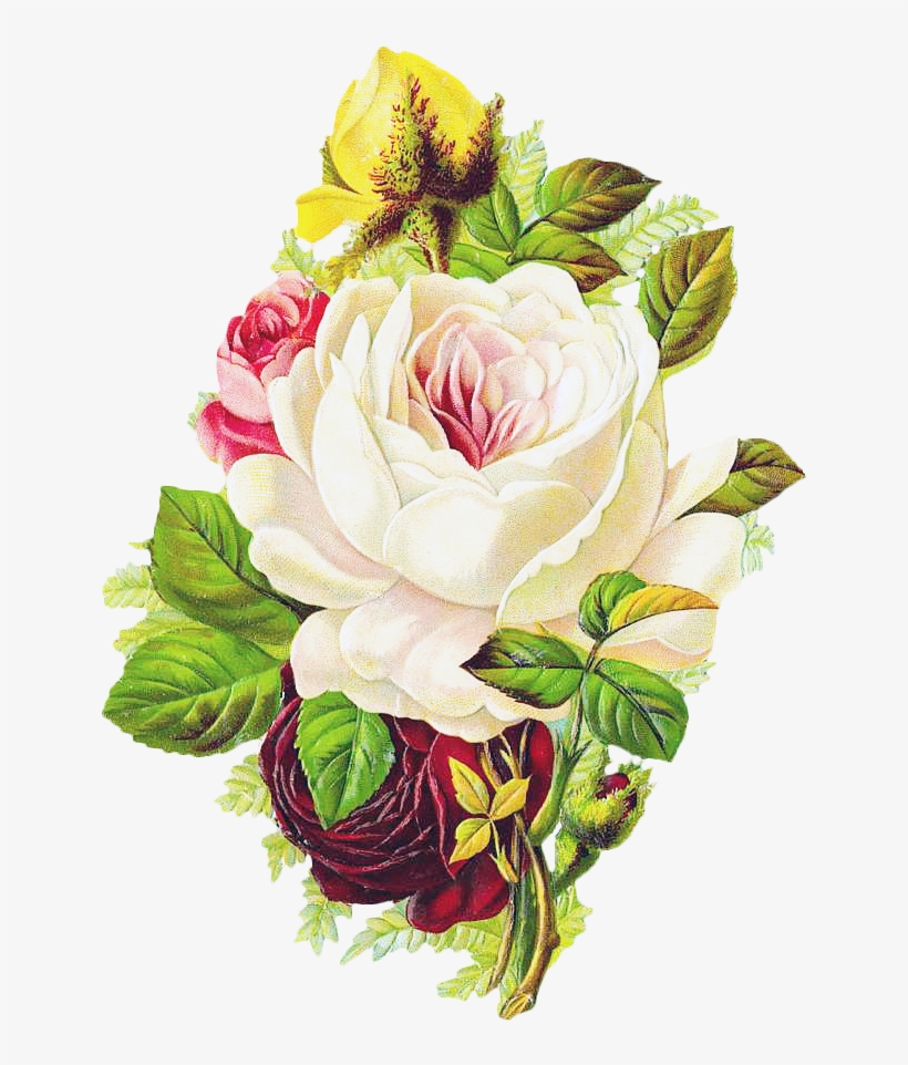 Free Vintage Rose - Vintage Rose Design - 661x907 PNG Download - PNGkit