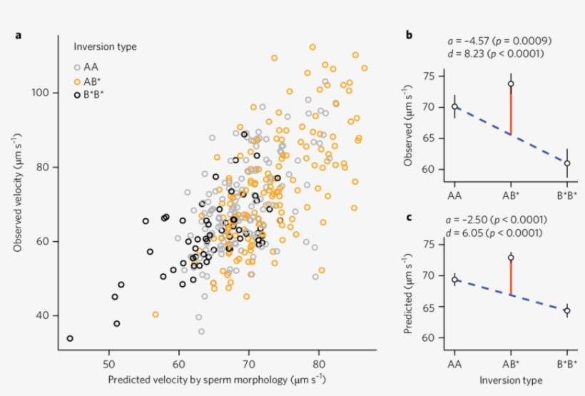 Sperm Swimming Speed As A Function Of Male Z-chromosome - Diagram ...