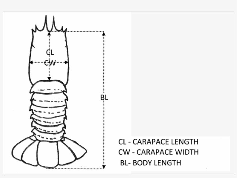 Morphometric Measurements Of Lobster - Morphometric Measurement Of ...