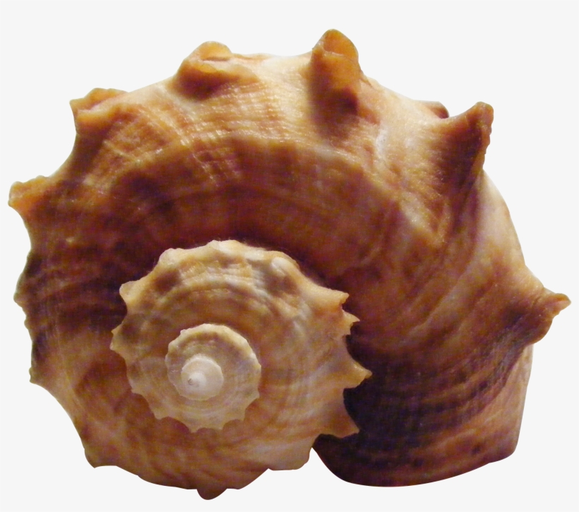 Seashell Shankha Sea Snail Transprent Product Conchology - 2274x1907 ...