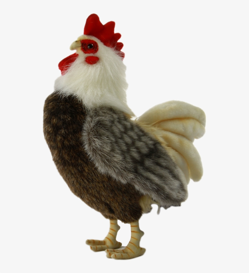 Bantam Rooster - Rooster - 900x900 PNG Download - PNGkit