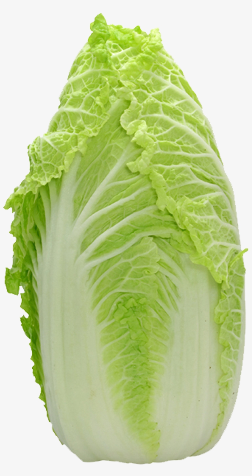 2480 X 2480 10 - Napa Cabbage - 2480x2480 PNG Download - PNGkit