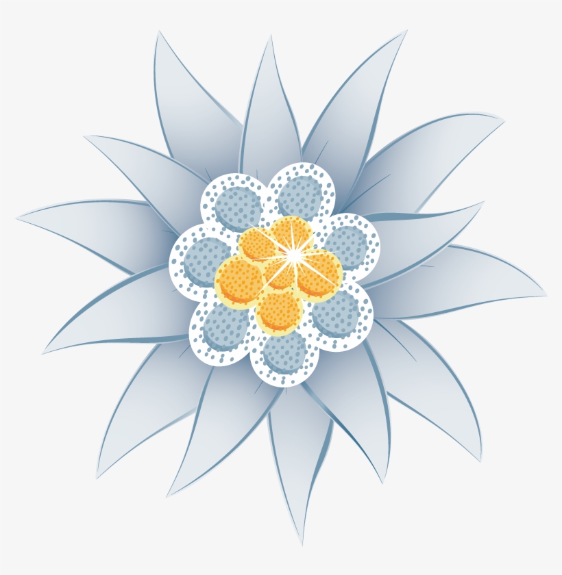 Edelweiss - 800x800 PNG Download - PNGkit
