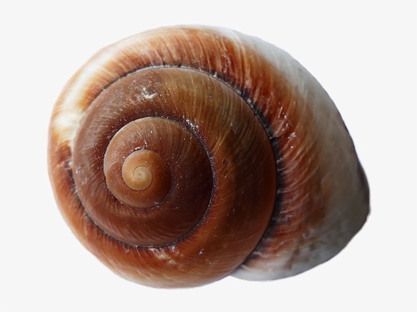 960 X 640 2 - Snail Shell Transparent Background - 960x640 PNG Download ...