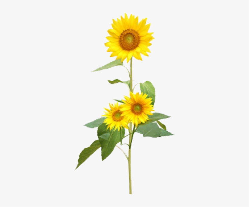 Download Transparent Common Yellow Transprent Png Free - Sunflower And ...