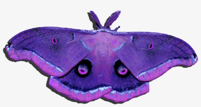 Transparent Moth Transparent Background - Red Polyphemus Moth ...