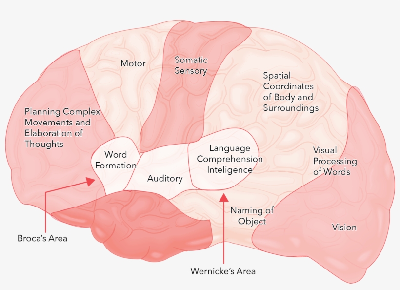 Functions Of The Brain Are Localized To Specific Areas - Diagram ...