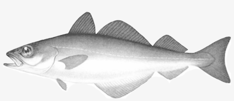 Fish Eat Fish - Coho - 1000x714 PNG Download - PNGkit