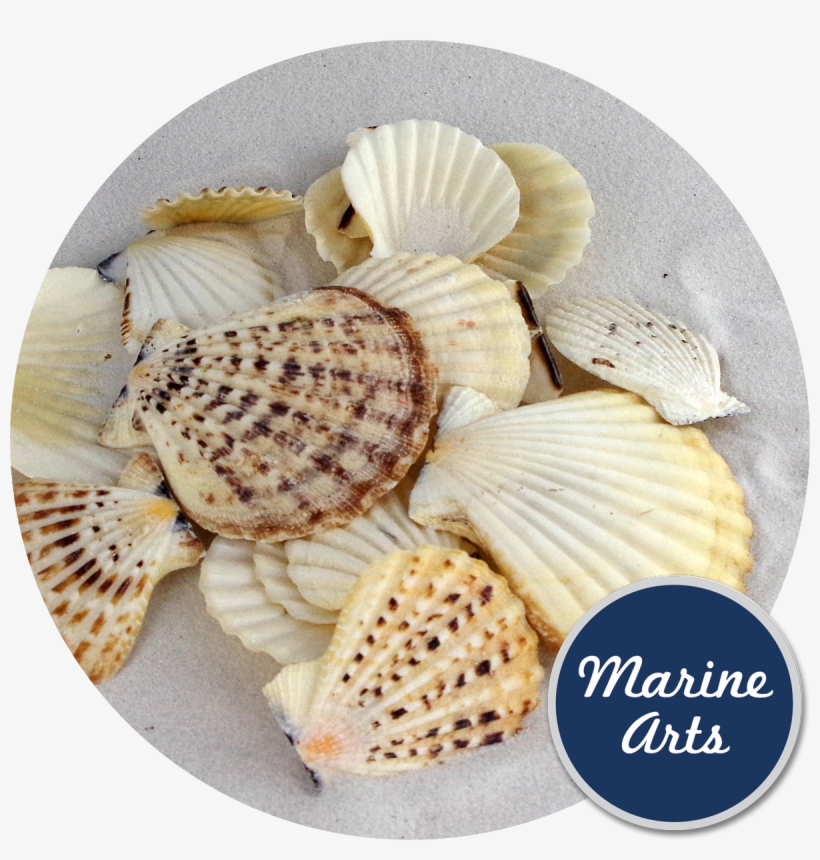 Candy - Shell - 1200x1200 PNG Download - PNGkit