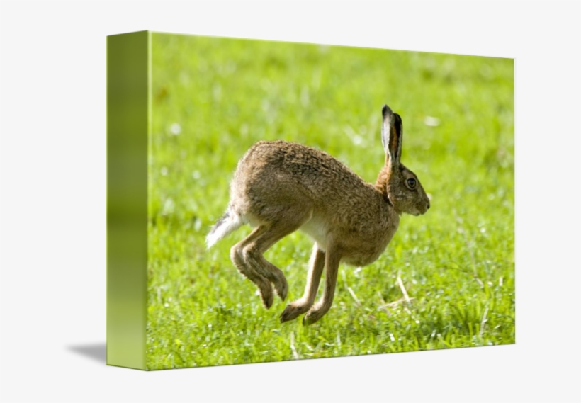 650 X 489 1 - Wild Rabbits - 650x489 PNG Download - PNGkit