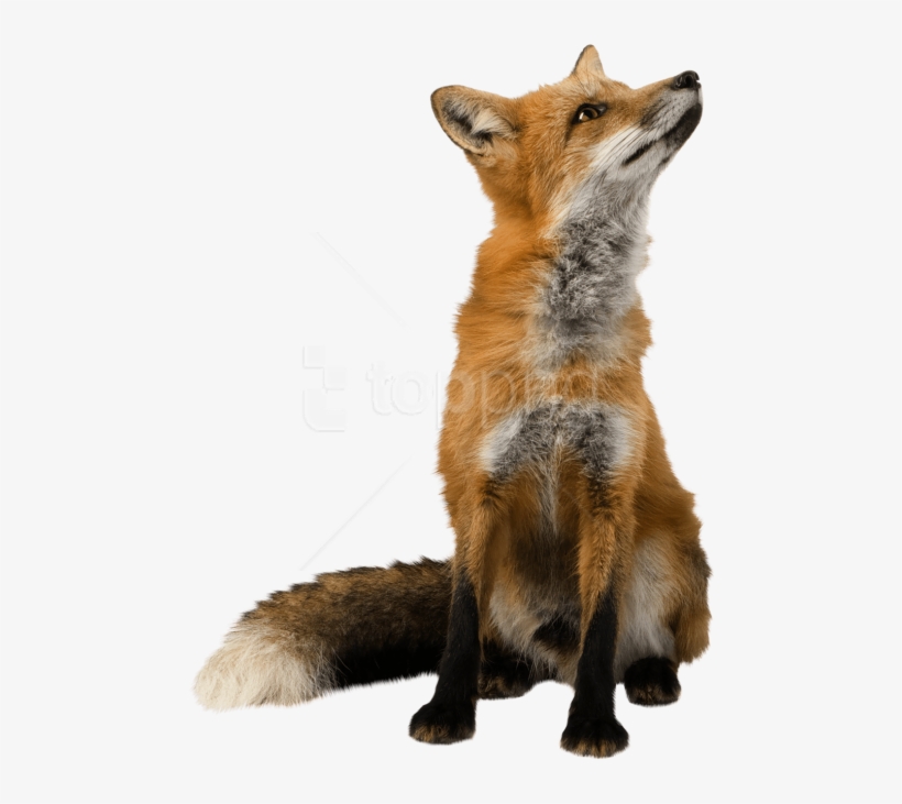 Free Png Fox Png Images Transparent - Fox Png Transparent - 480x651 PNG ...