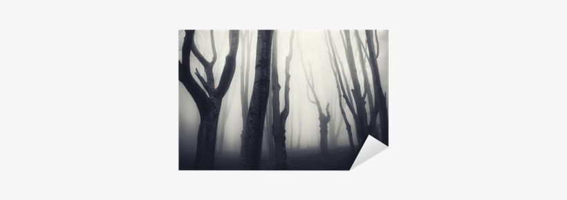 Download Transparent Old Twisted Trees In A Spooky Dark Forest Sticker ...