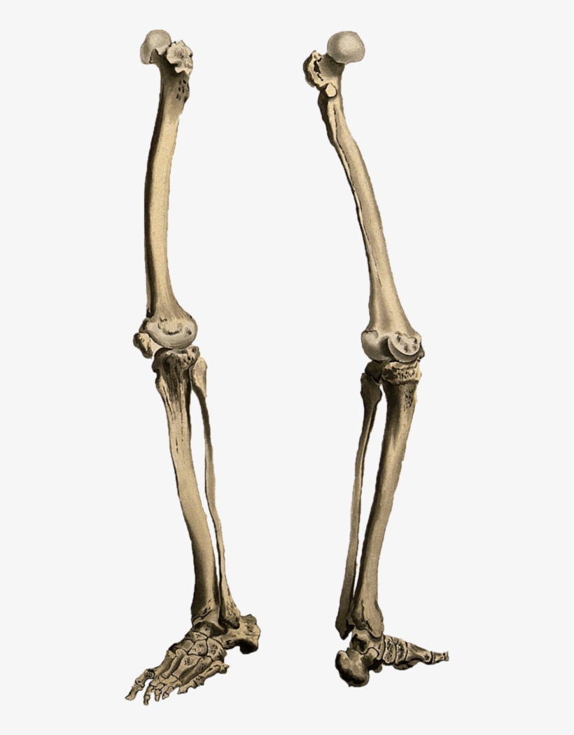 Leg Bone Png Skeleton Legs Png 736x1086 PNG Download PNGkit