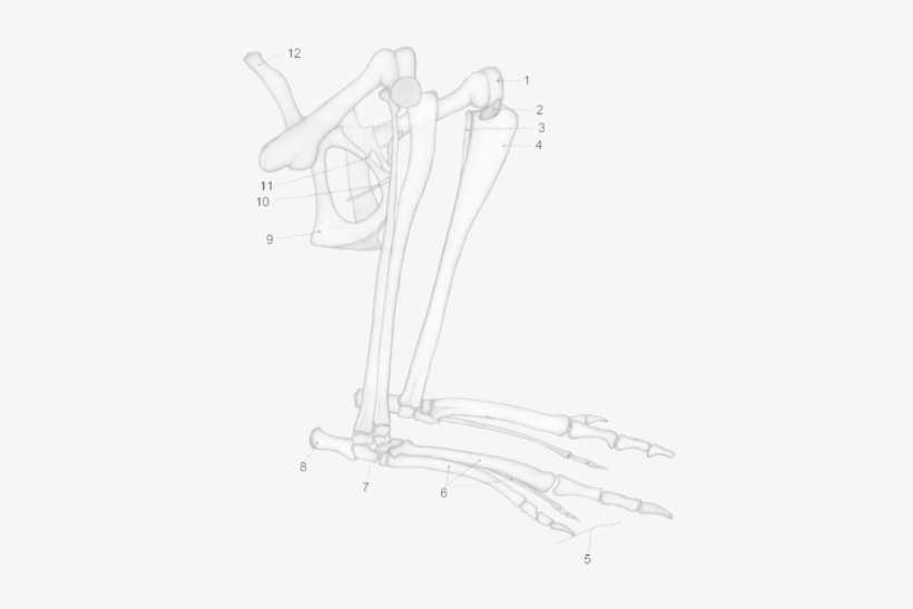 204 × 240 Pixels - Kangaroo Bones - 408x480 PNG Download - PNGkit