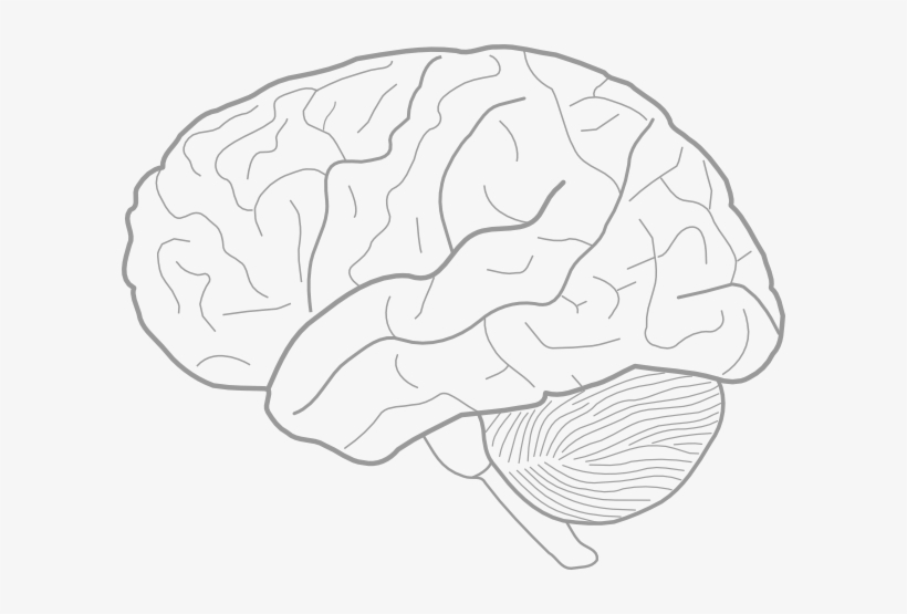 Brain - Brain Sketch - 600x475 PNG Download - PNGkit