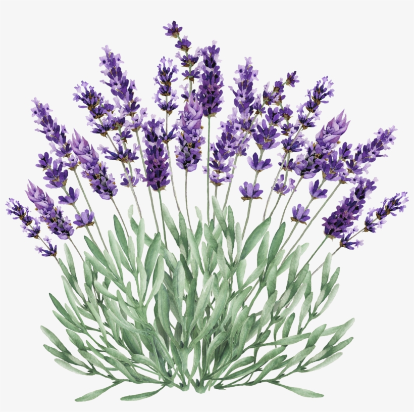 Clipart Lavender Flowers