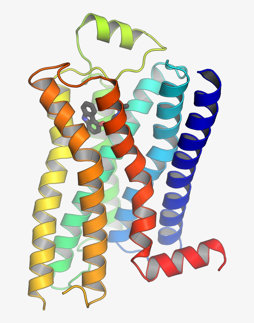 Gpcrs - Gq Ip3 Dag Pathway - 768x1024 PNG Download - PNGkit