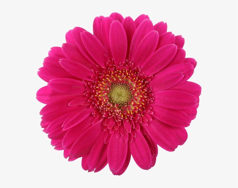 Daisy-pink - Real Daisy Png - 600x590 PNG Download - PNGkit