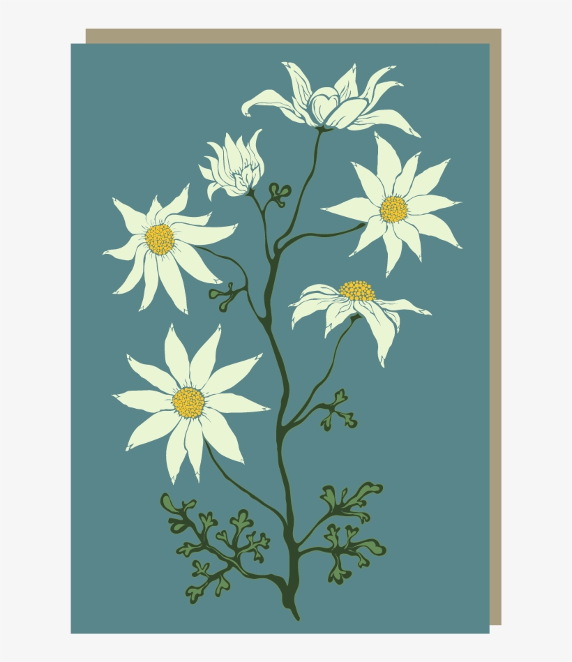 Flannel Flower - 709x926 PNG Download - PNGkit