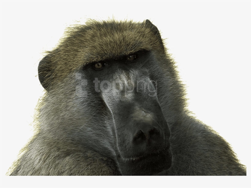 Free Png Download Baboon Free Desktop Png Images Background - Baboon ...