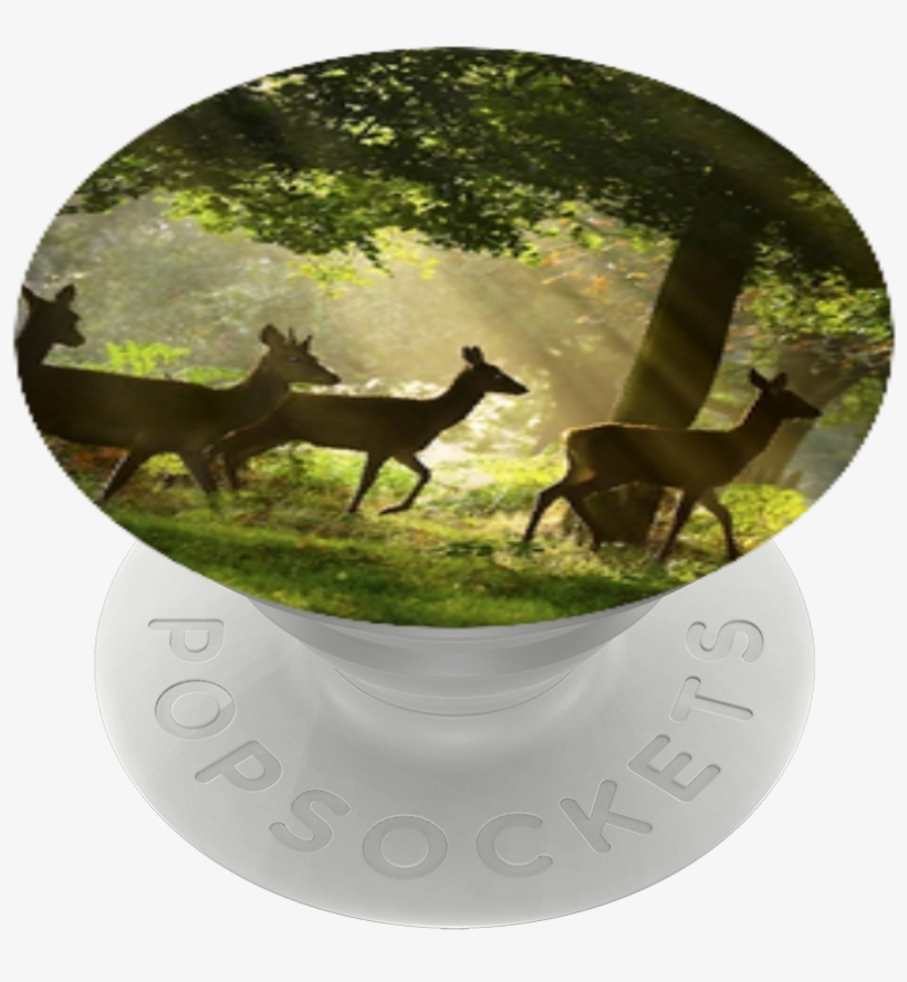 Deer Wildlife🦌, Popsockets - 989x1000 PNG Download - PNGkit