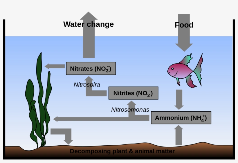 Aquarium Nitrogen Cycle - Nitrogen Cycle In Aquarium - 1280x816 PNG ...