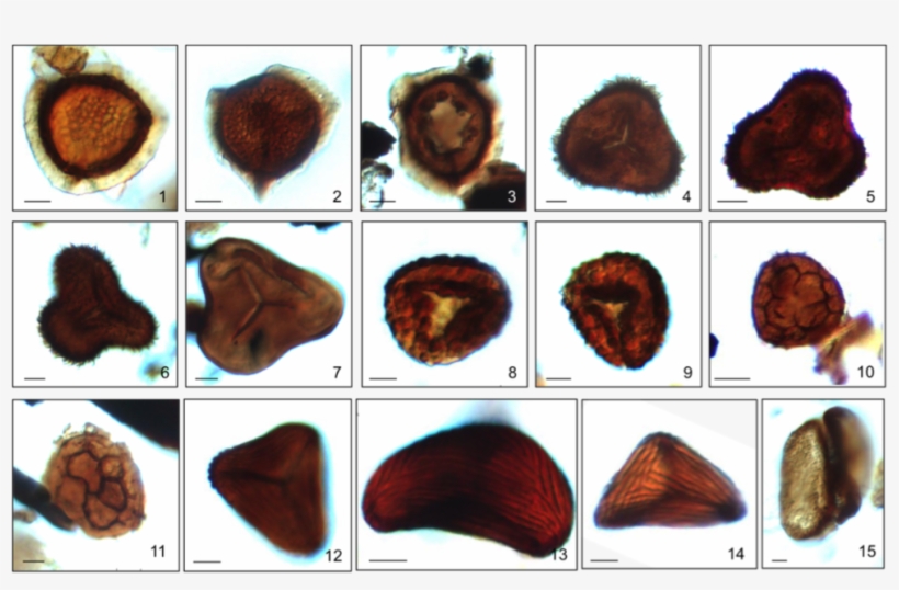 Biostratigraphy Selected Sample - Thread - 991x602 PNG Download - PNGkit