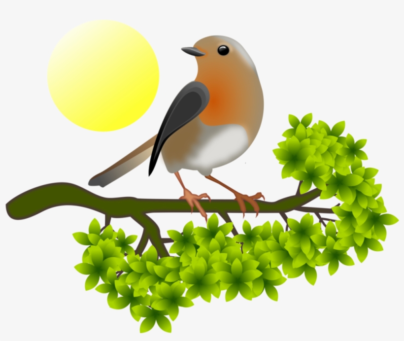 European Robin Png Hd - European Robin - 1001x797 PNG Download - PNGkit
