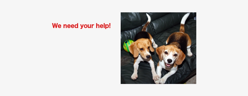 We Need Your Help - Beagle - 640x400 PNG Download - PNGkit