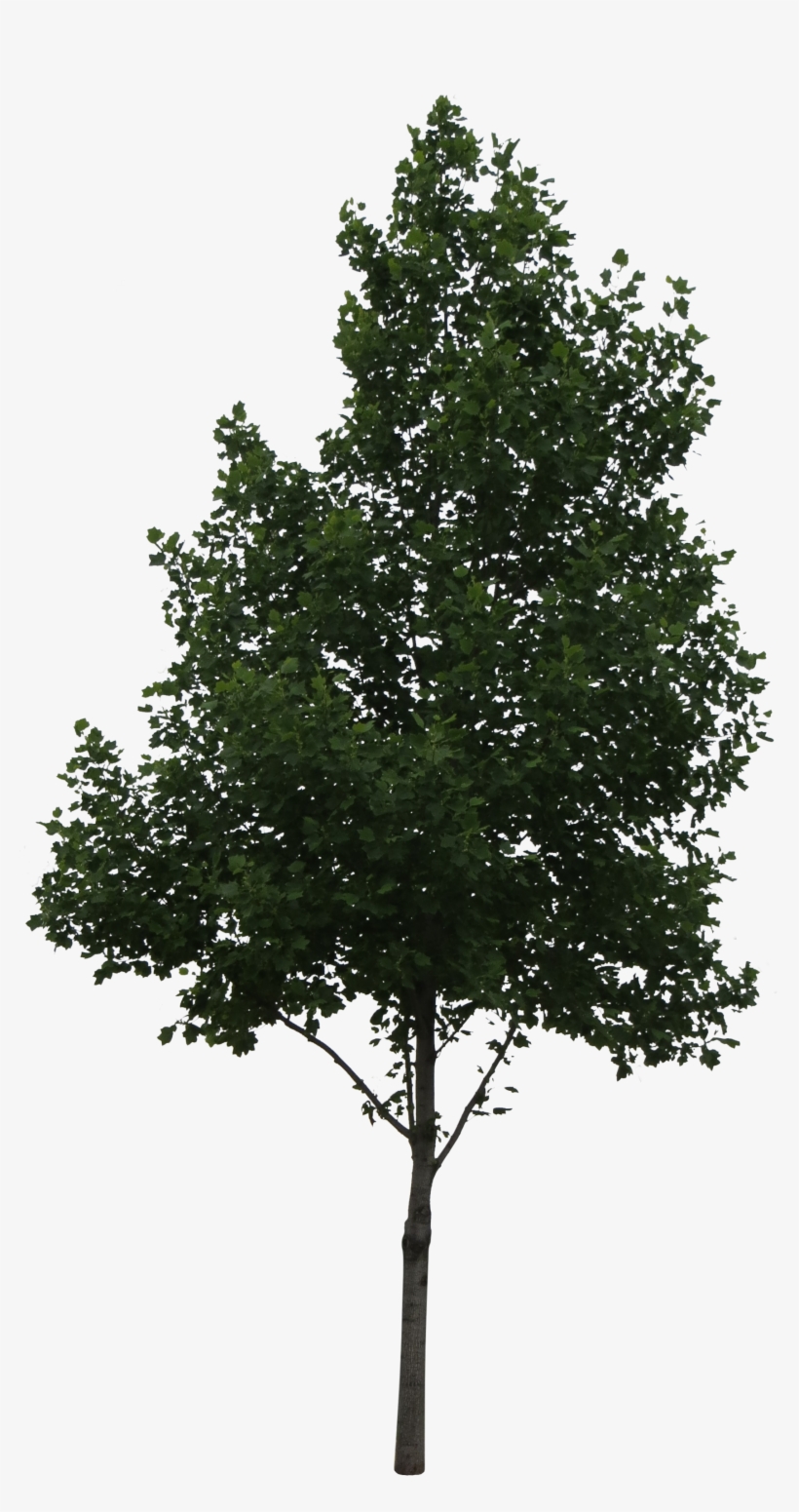 Download Transparent Aspen Tree Png Vector Download - Tree Perspective ...