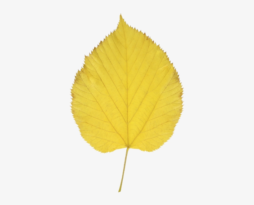 Download Transparent Aspen Leaf Clip Art Clipart - Autumn - PNGkit