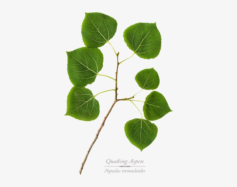 Click And Drag To Re-position The Image, If Desired - Quaking Aspen ...