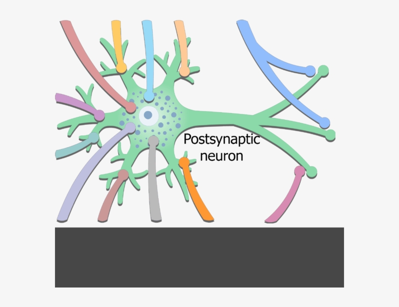 An Image Showing Few Dendrites Of Presynaptic Neurons - Neuron ...
