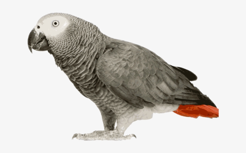 640 X 480 1 0 - African Grey Parrot Png - 640x480 PNG Download - PNGkit