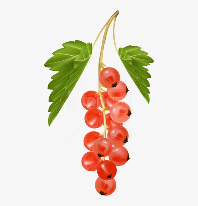 Free Png Red Currant Png Vector Png - Смородина Красна Черная Белая ...