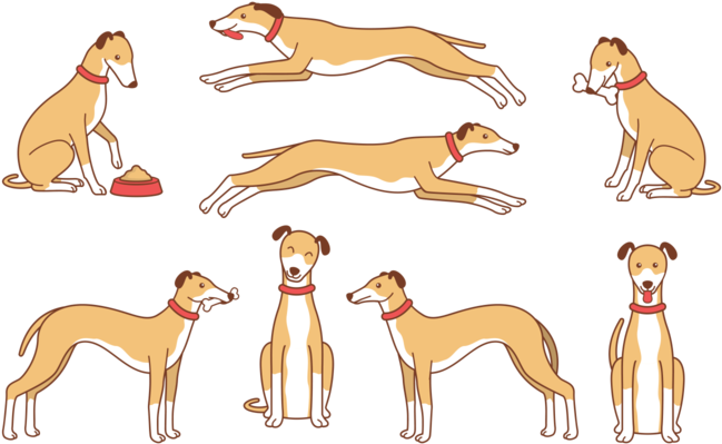 Download Whippet Cartoon Vector - Dog - Full Size PNG Image - PNGkit