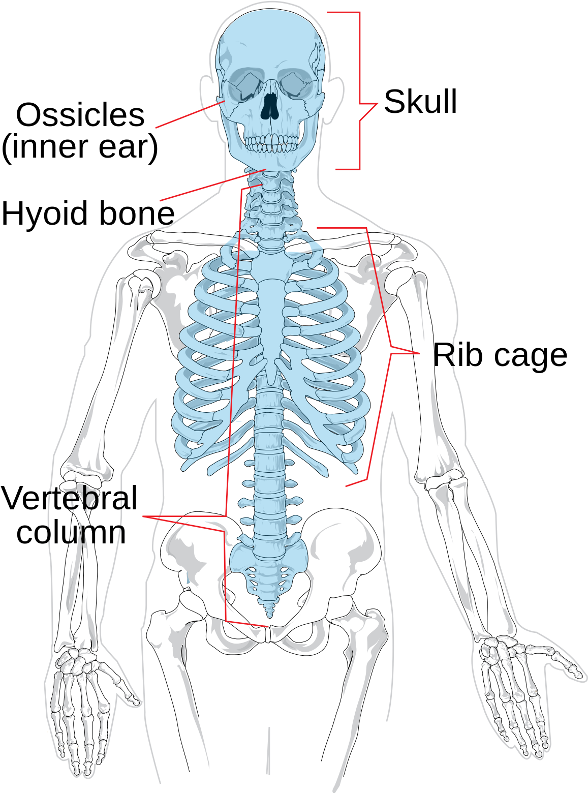 Download Axial Skeleton - Axial Skeleton Diagram - Full Size PNG Image ...