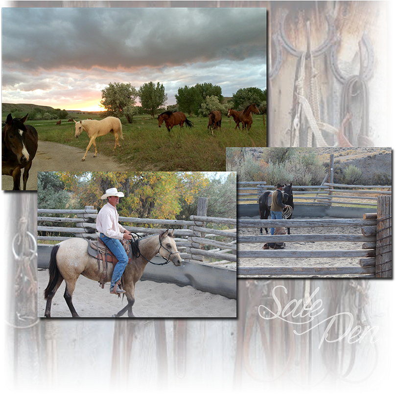 Download Stallion - Full Size PNG Image - PNGkit