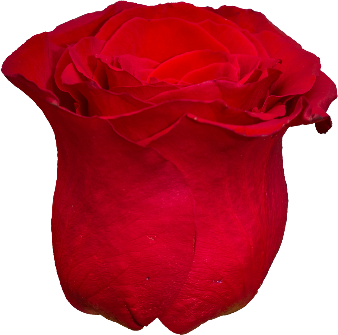 Download Free Download - Full Size PNG Image - PNGkit