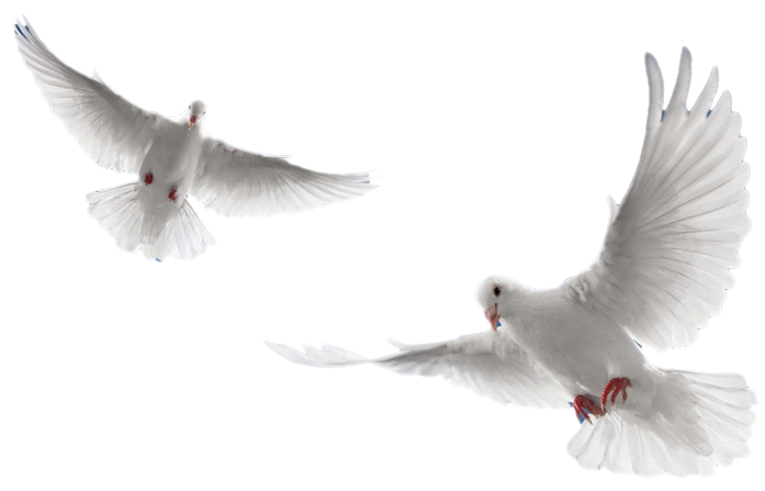 Download Holy Spirit Dove Png - White Doves Flying Png - Full Size PNG ...