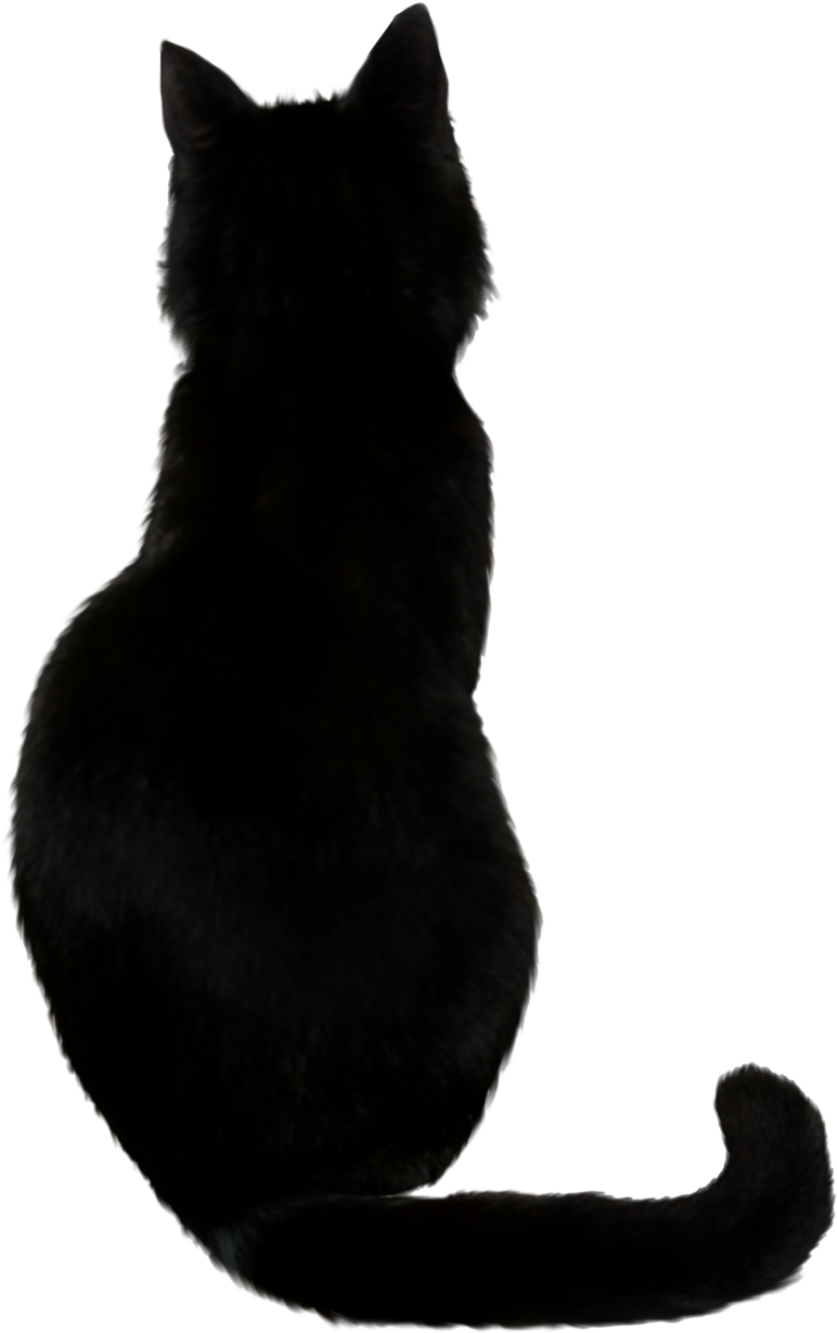 Download Black Cat - Back Of A Black Cat - Full Size PNG Image - PNGkit