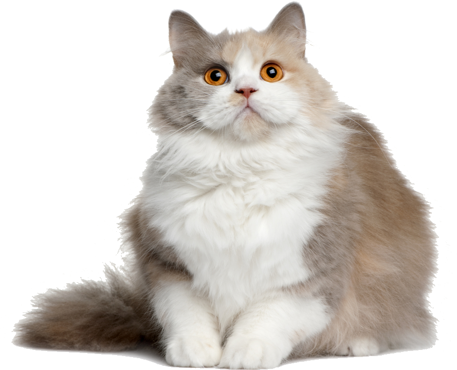 Download Cat Png File - Semi Long Hair Cats - Full Size PNG Image - PNGkit