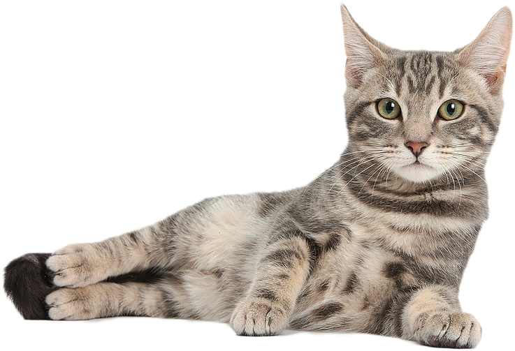 Download Cute Cat Free Png Image - Catseye Cosmetic Bag - Big Face ...