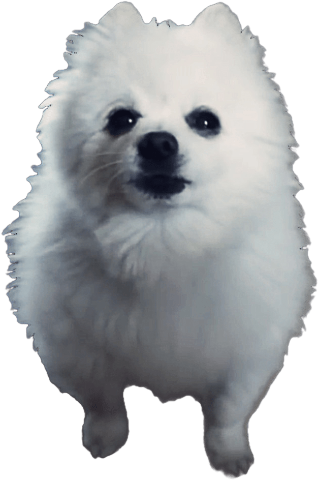 Download Gabe The Dog - Gabe The Dog Png - Full Size PNG Image - PNGkit