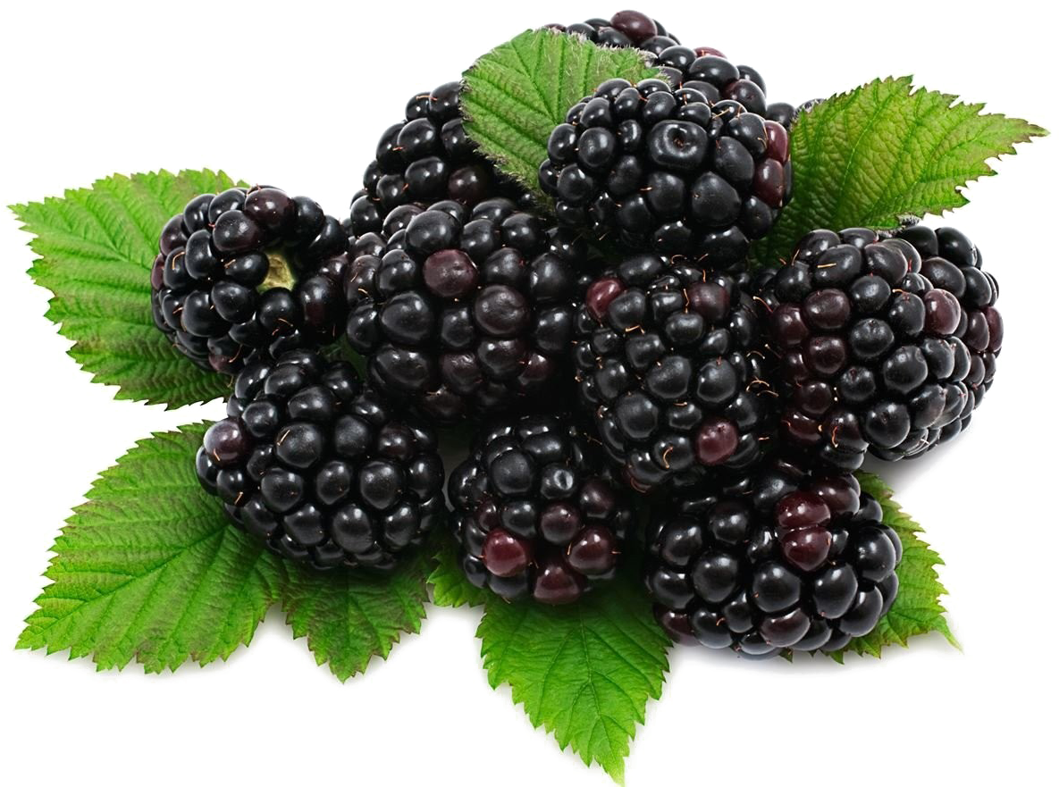 Download Blackberry Fruit Png Download Image - Blackberry Fruit - Full ...