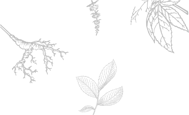 Download Root And Flower - Roots Of Flower Transparent - Full Size PNG ...