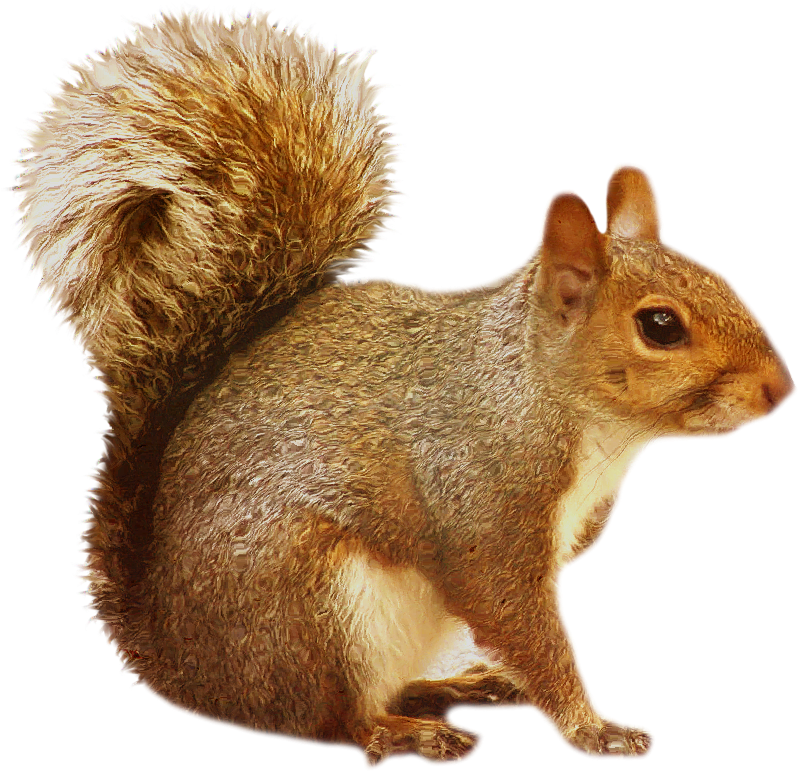 Download Squirrel Transparent - Full Size PNG Image - PNGkit